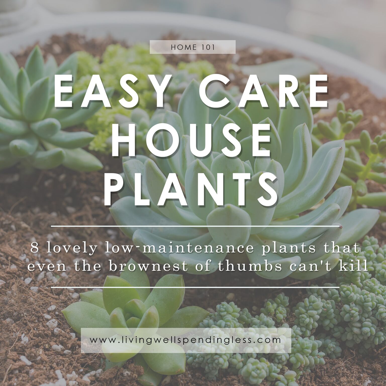 Low-Maintenance Houseplants | Easy Care House Plants